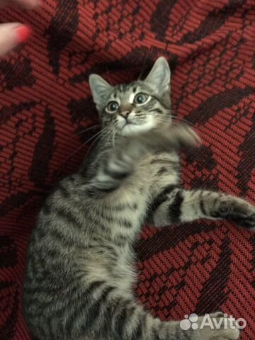Котёнок
