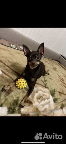 Девочка Тойка ищет шоколадного жениха мини