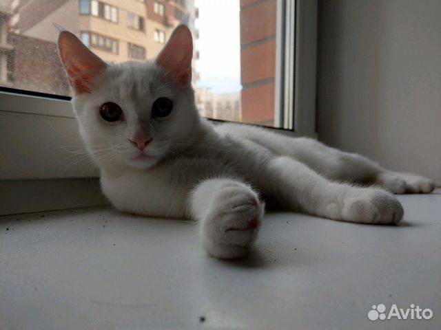 Котенок породы Турецкая Ангора