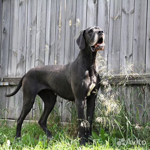 Догиня ищет семью