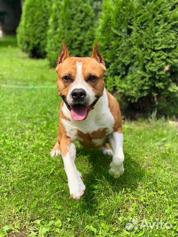 Вязка Кобель