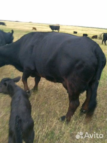 Коровы абердин ангусы