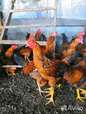 Молодки Кучинской юбилейной