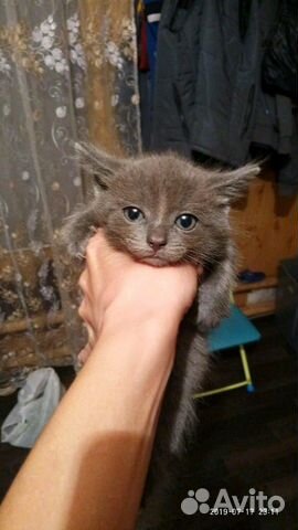 Котята
