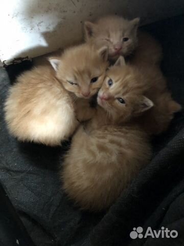 Чудесные рыжие котята в дар