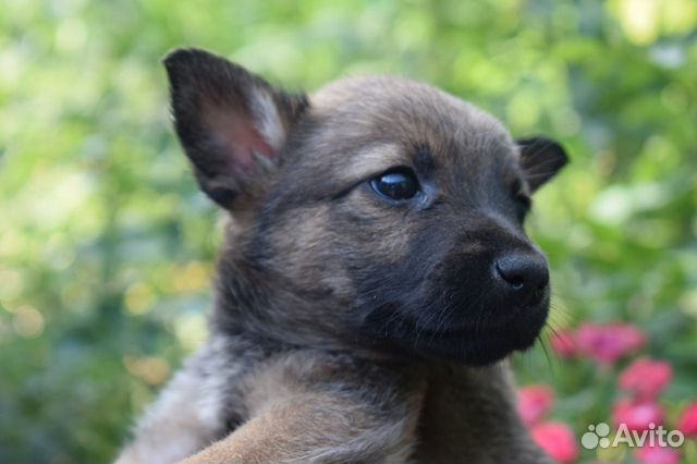 Ищут дом симпатяги щенки