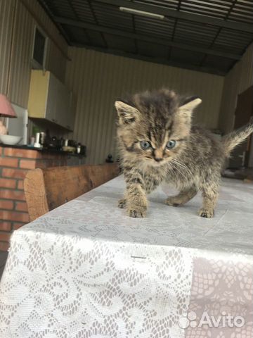 Отдам котёнка в добрые руки