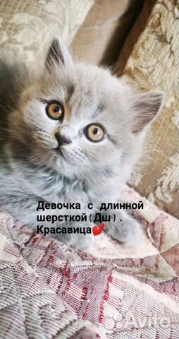 Котята шотландские