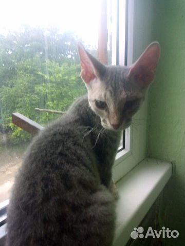 Донской сфинкс