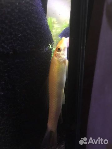 Геринохейлус Китайский водорослеед