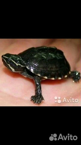 Мускусные черепашки