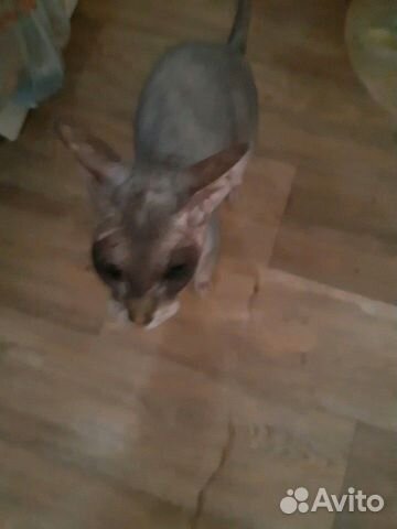 Сфинкс девочка