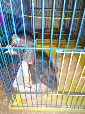 Отдам крыс