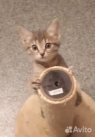 Серо-голубой котенок