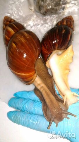 Улитки малыши Ахатины