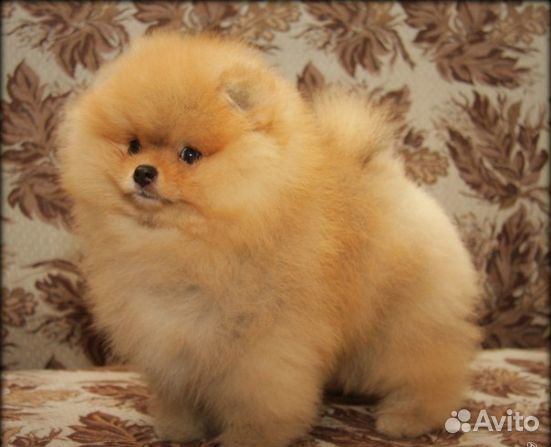 Пушистики мальчики и девочки