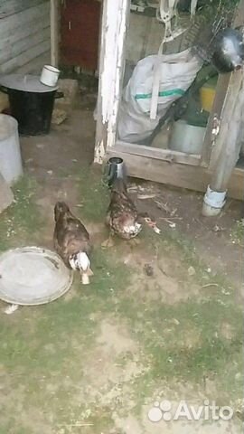 Семья индоуток