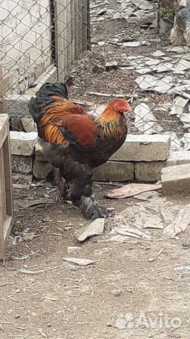 Брама куропатчатые