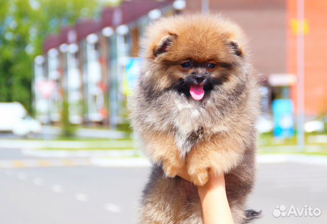 Щенки шпица и взрослые девочки