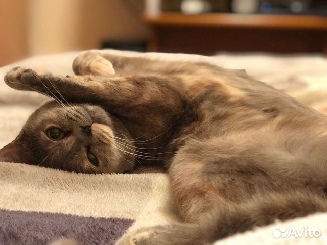 Отдаём в хорошие руки кошку британку