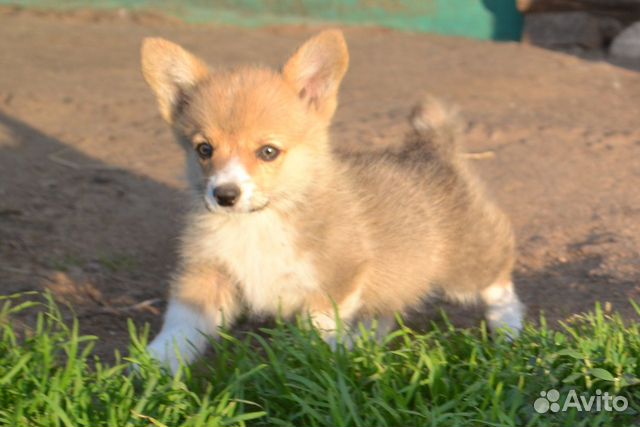 Вельш корги