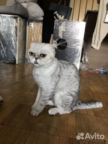 Киску В добрые руки