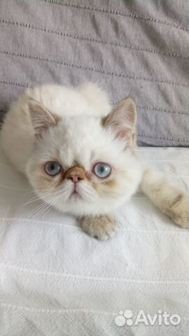 Котёнок экзот