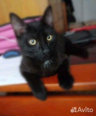 Черный котенок в добрые руки