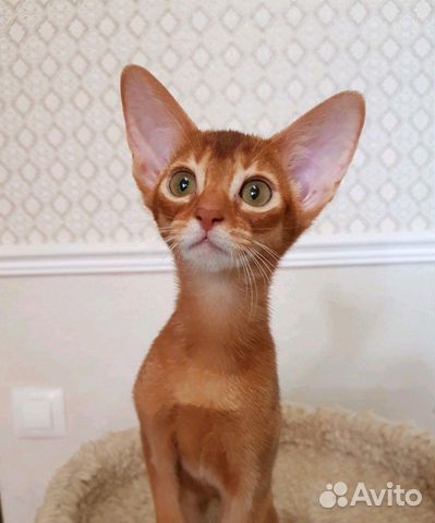 Кошечка окраса соррель