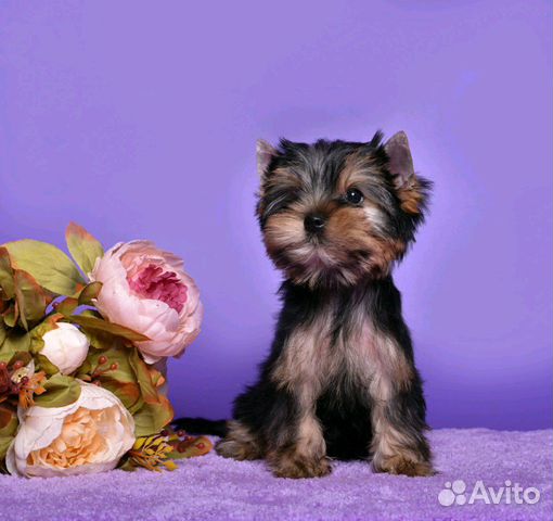 Продается маленькая девочка