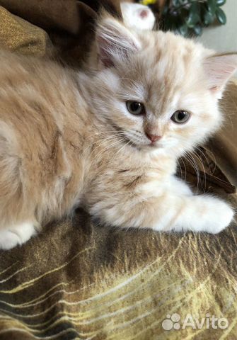 Котята
