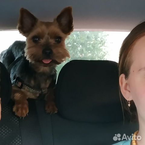 Йоркширский терьер