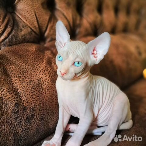 Котята канадского свинкса