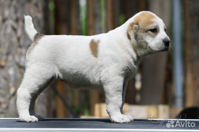Среднеазиатская овчарка щенки 2мес,привиты,социали