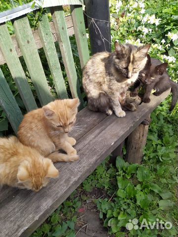 Котята
