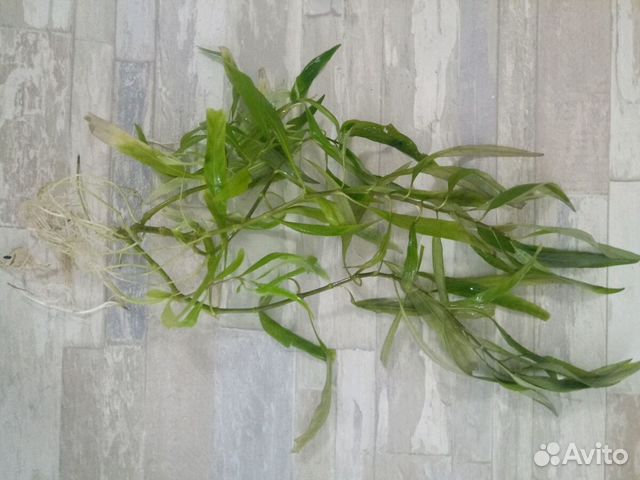 Аквариумные растения