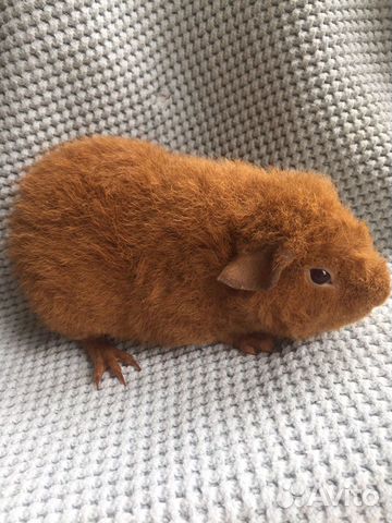 Американский Тедди. Самка