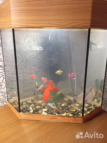 Аквариум с рыбками
