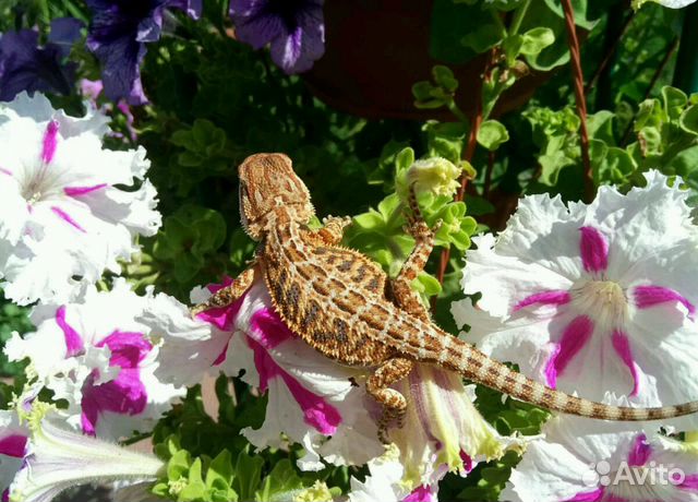 Бородатая агама