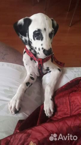 Щенок долматинца