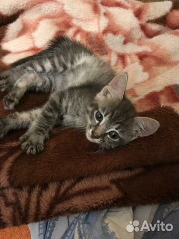 Котенок