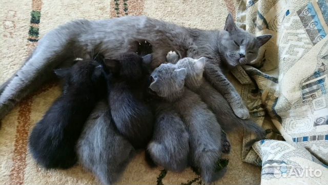 Котята британской голубой
