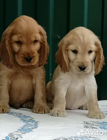 Золотые Сапфирята