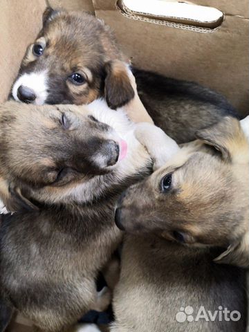 Щенки