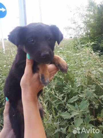 Кутенок мальчик