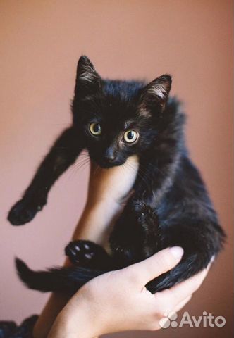 Котенок самый классный ищет дом