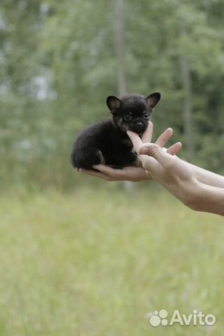 Чихуахуа. Мини. М и Ж