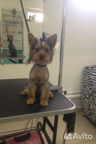 Йорик девочка