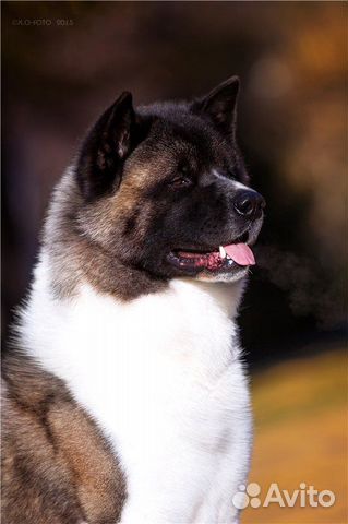 Американская Акита кобель вязка