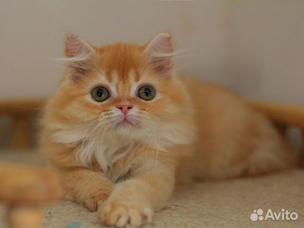 Мандарин - Красный тикированный хайленд-страйт